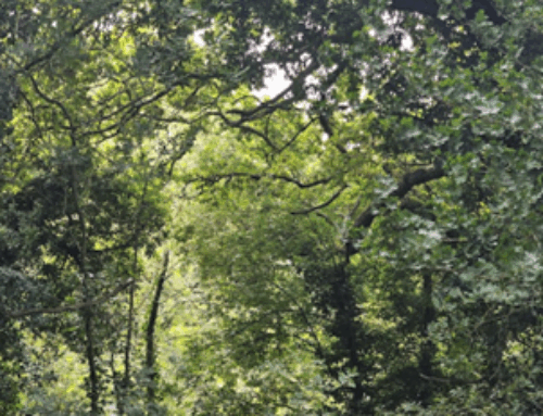 Best Books of 2025: The Writers Herd’s Favourite Reads - The Writers' Herd